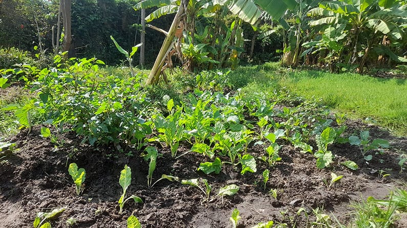 Seeds of Humility: A Maryknoll Reflection - Maryknoll Magazine